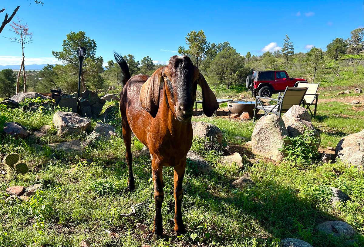 Dipper Perkins | Thunder Mountain Rescue Ranch