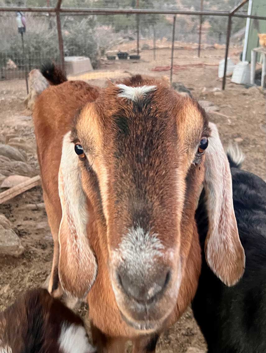 Rascal | Thunder Mountain Rescue Ranch