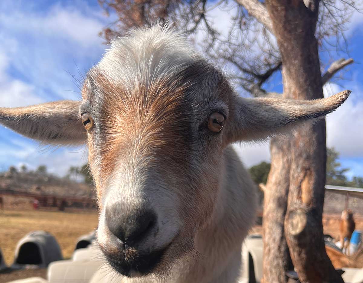 Kip | Thunder Mountain Rescue Ranch